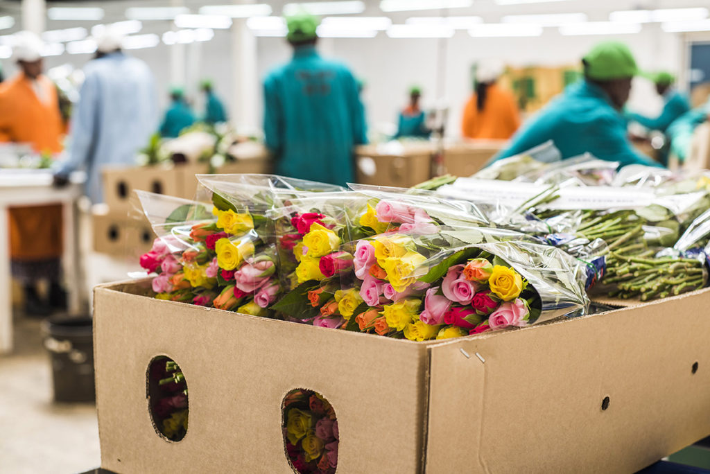 Personal Story: From flower picker to union leader