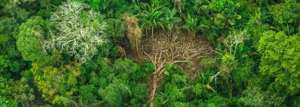 Innovative solutions to foster climate action in the Amazon